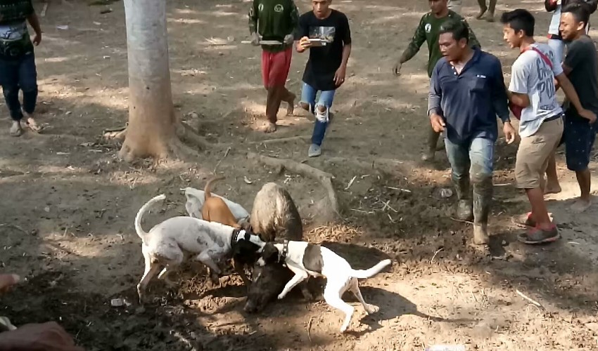 Anjing Pitbull Vs Babi