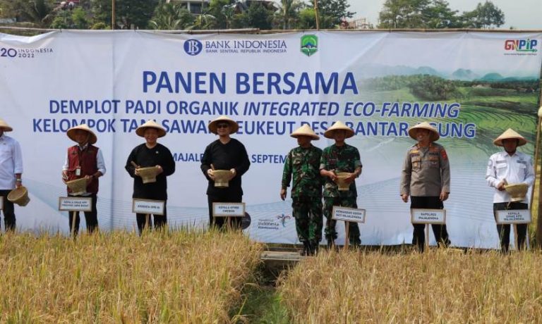 Desa Bantaragung Panen Demplot Padi Organik Intergrated Eco-Farming ...